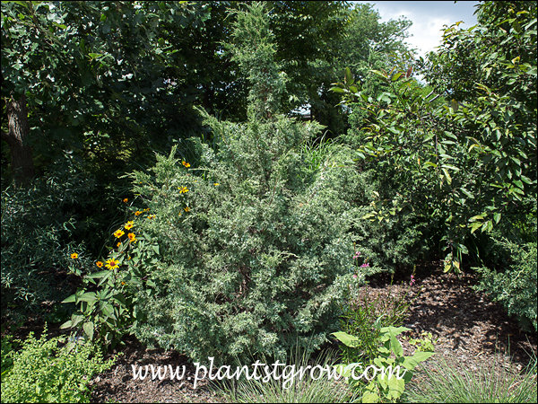 4-9 | Plants To Grow Plants Database by Paul S. Drobot