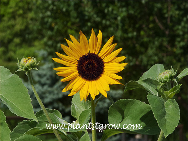 | Plants To Grow Plants Database by Paul S. Drobot