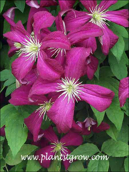 3-9 | Plants To Grow Plants Database by Paul S. Drobot