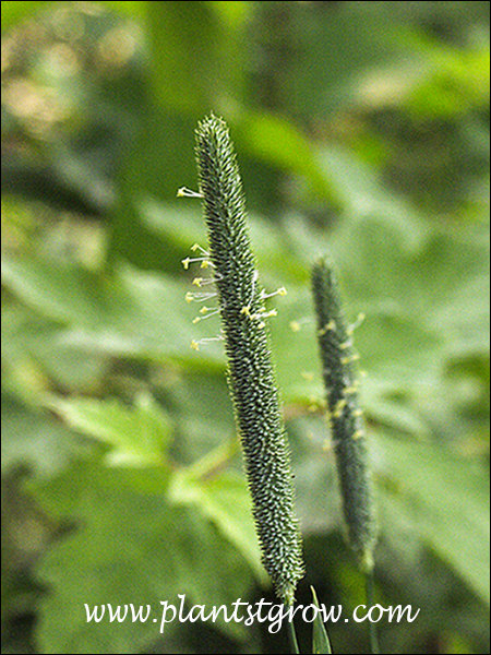 Timothy Grass (Phleum pratense) | Plants To Grow Plants Database by ...