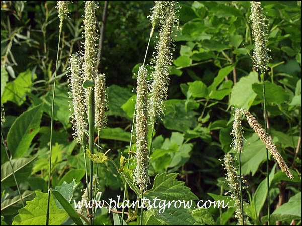 Timothy Grass (Phleum pratense) | Plants To Grow Plants Database by ...