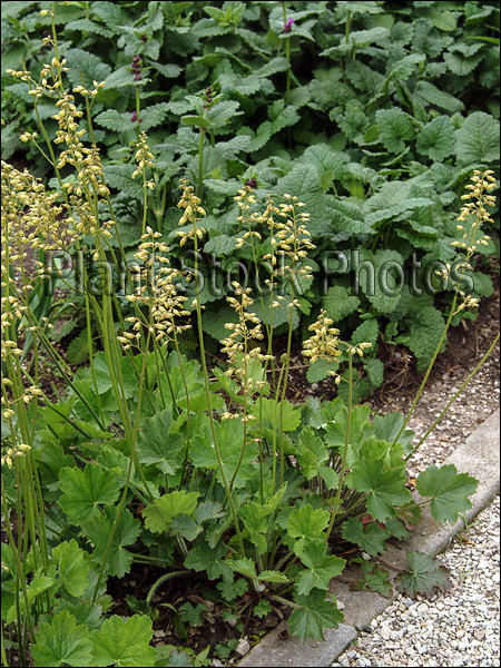 Prairie Alumroot (Heuchera richardsonii) | Plants To Grow Plants ...