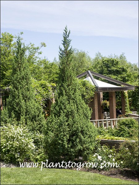 Star Power Juniper (Juniperus) | Plants To Grow Plants Database by Paul ...