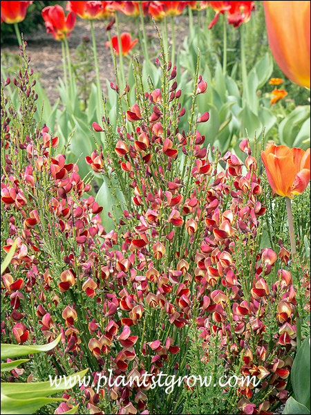 (5)6-8 | Plants To Grow Plants Database by Paul S. Drobot