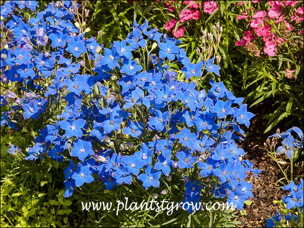 4-8 | Plants To Grow Plants Database by Paul S. Drobot