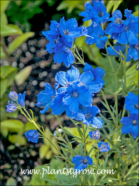 4-8 | Plants To Grow Plants Database by Paul S. Drobot