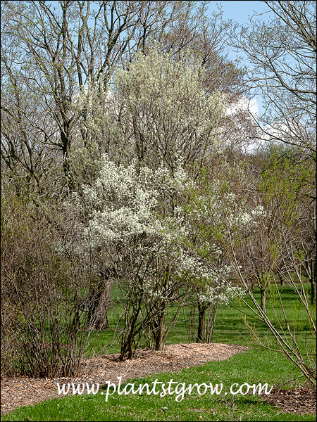 Rainbow Pillar Serviceberry (Amelanchier canadensis) | Plants To Grow ...