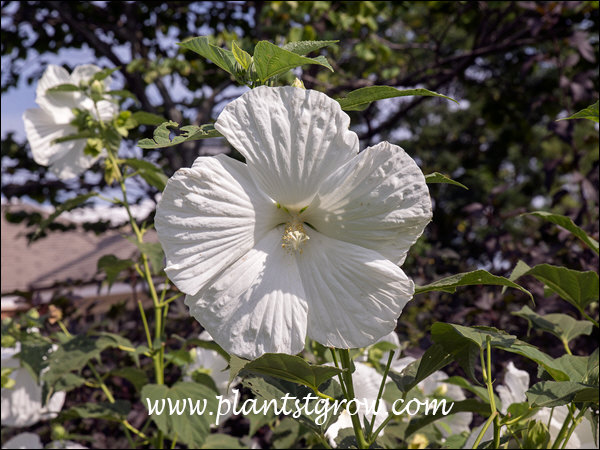 Blue River Hardy Hibiscus (Hibiscus x moscheutos) | Plants To Grow ...