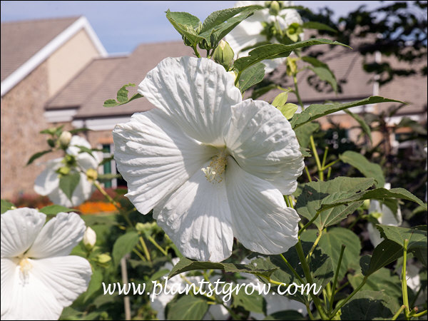 Blue River Hardy Hibiscus (Hibiscus x moscheutos) | Plants To Grow ...