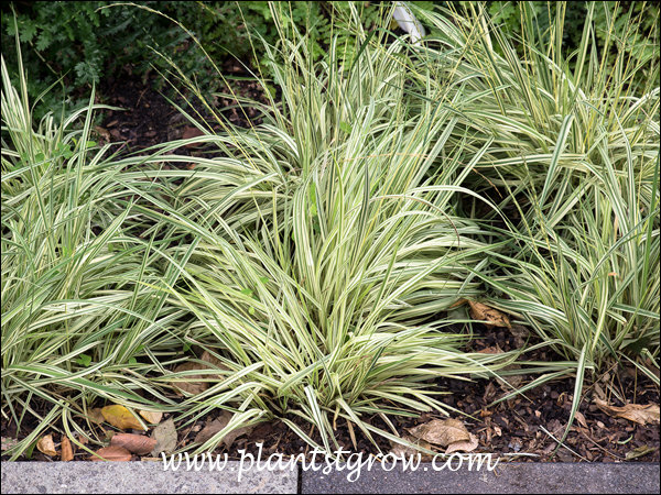 Variegated Moor Grass (Molinia caerulea) | Plants To Grow Plants ...