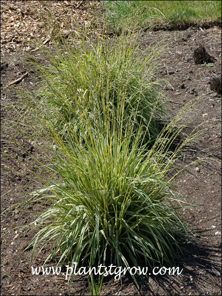 Variegated Moor Grass (Molinia caerulea) | Plants To Grow Plants ...
