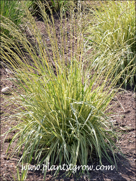 Variegated Moor Grass (Molinia caerulea) | Plants To Grow Plants ...