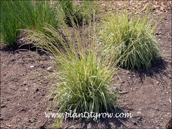 Variegated Moor Grass (Molinia caerulea) | Plants To Grow Plants ...