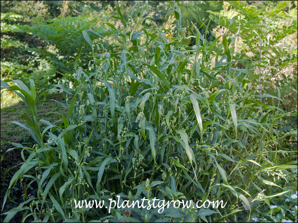 Jobs Tears (Coix lacryma Jobi) | Plants To Grow Plants Database by Paul ...