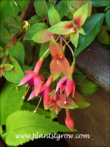 | Plants To Grow Plants Database by Paul S. Drobot
