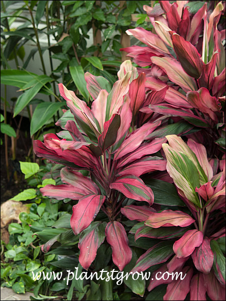 9-11, tropical | Plants To Grow Plants Database by Paul S. Drobot