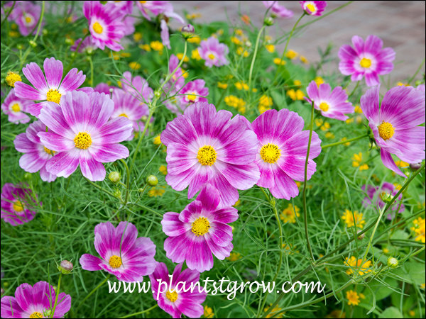| Plants To Grow Plants Database by Paul S. Drobot