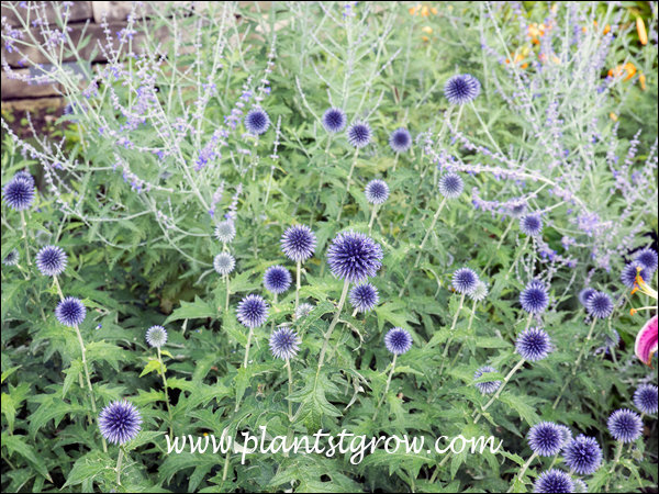 3-8 | Plants To Grow Plants Database by Paul S. Drobot