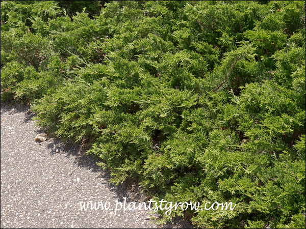 3-4 | Plants To Grow Plants Database by Paul S. Drobot