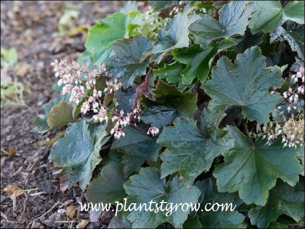 Maple Leaf Alum Root (Heuchera villosa var atropurpurea) | Plants To ...
