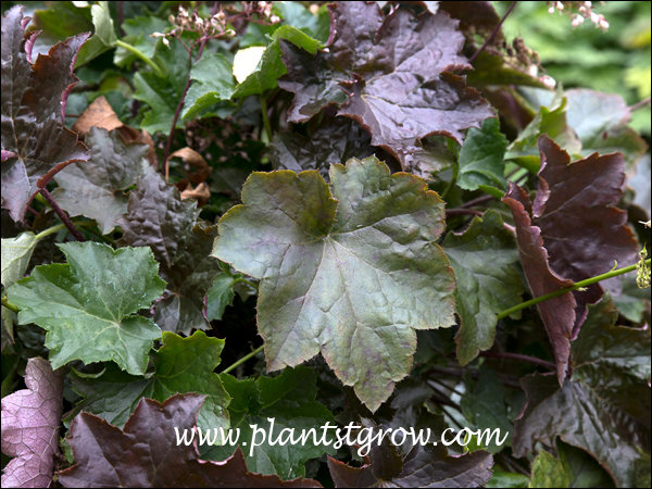 Maple Leaf Alum Root (Heuchera villosa var atropurpurea) | Plants To ...