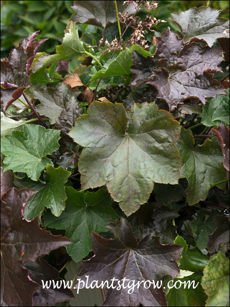 Maple Leaf Alum Root (Heuchera villosa var atropurpurea) | Plants To ...