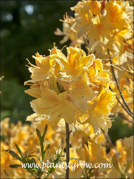 (4)5 | Plants To Grow Plants Database by Paul S. Drobot