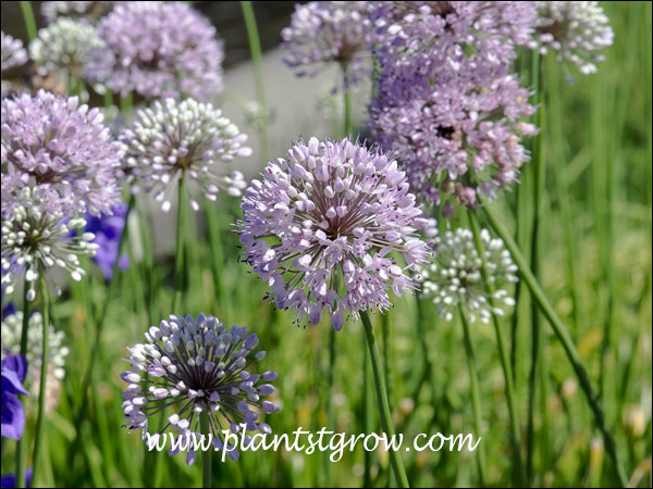 Lavender Globe Allium (Allium tanguticum) | Plants To Grow Plants ...