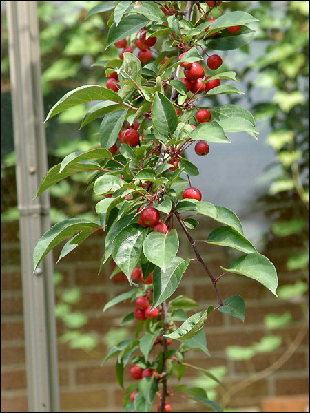 Red Baron Flowering Crabapple (Malus) | Plants To Grow Plants Database ...