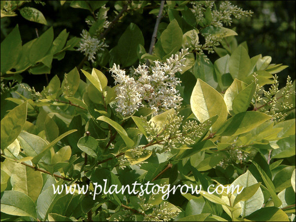 Golden Vicary Privet (Ligustrum) | Plants To Grow Plants Database by ...