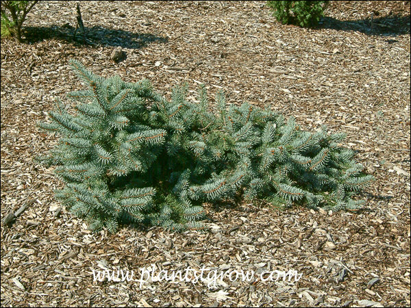 3-7 | Plants To Grow Plants Database by Paul S. Drobot