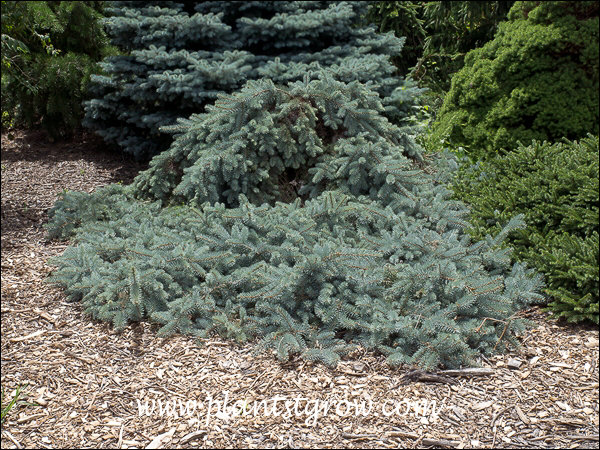 3-7 | Plants To Grow Plants Database by Paul S. Drobot