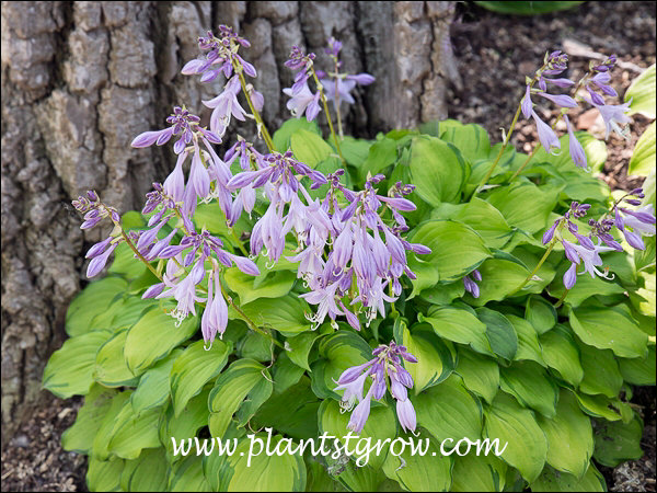 Hosta Cracker Crumbs | Plants To Grow Plants Database by Paul S. Drobot
