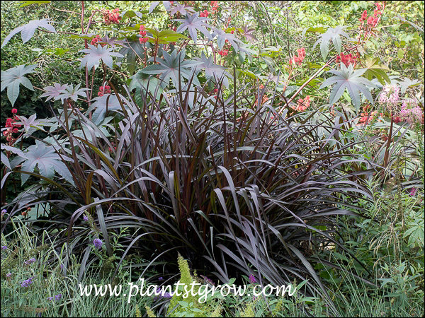 (8)9-11 | Plants To Grow Plants Database by Paul S. Drobot