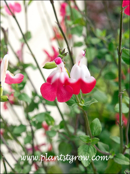 Salvia Hot Lips ( Salvia microphylla) | Plants To Grow Plants Database ...