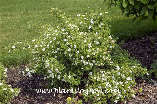 2-7 | Plants To Grow Plants Database by Paul S. Drobot
