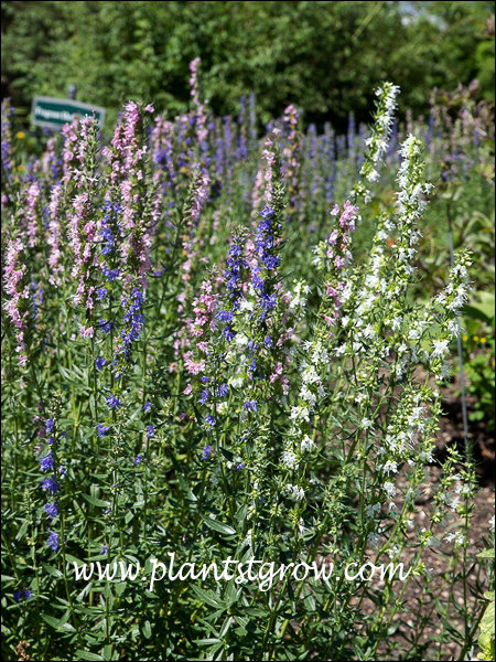 Tri-Color Hyssop mix (Hyssopus officinalis) | Plants To Grow Plants ...