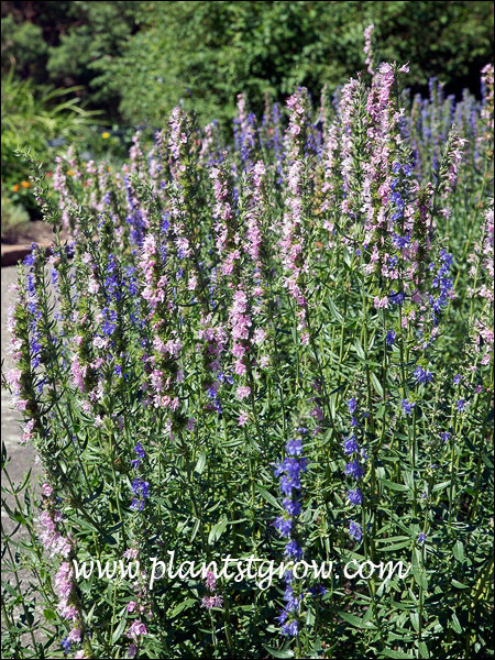 Tri-Color Hyssop mix (Hyssopus officinalis) | Plants To Grow Plants ...