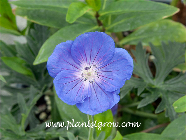 5-8 | Plants To Grow Plants Database by Paul S. Drobot