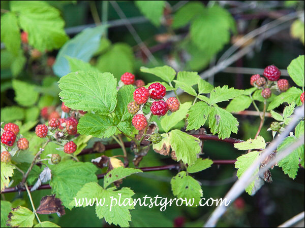 Red Raspberry (Rubus idaeus) | Plants To Grow Plants Database by Paul S ...