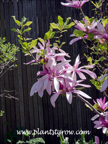 5-9 | Plants To Grow Plants Database by Paul S. Drobot