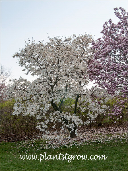 5-8 | Plants To Grow Plants Database by Paul S. Drobot