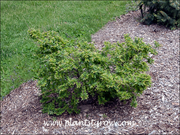 5-8 | Plants To Grow Plants Database by Paul S. Drobot