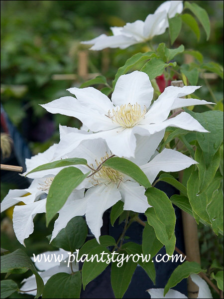 4-9 | Plants To Grow Plants Database by Paul S. Drobot