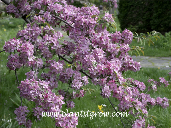 Hoppa Ornamental Crabapple (Malus) | Plants To Grow Plants Database by ...
