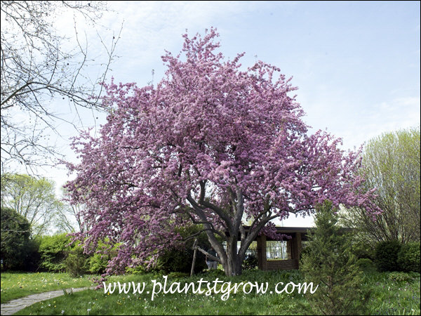 Hoppa Ornamental Crabapple (Malus) | Plants To Grow Plants Database by ...