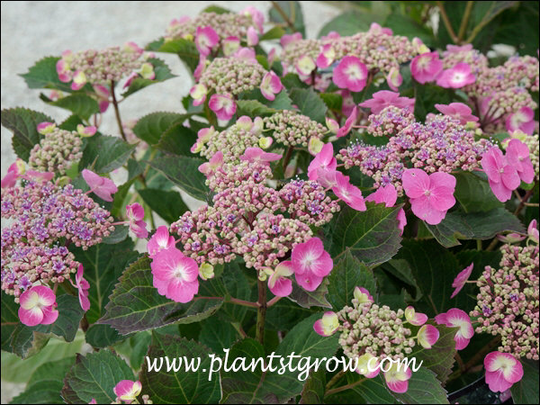 5-9 | Plants To Grow Plants Database by Paul S. Drobot