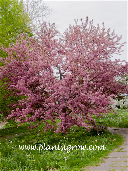 Adams Ornamental Crabapple (Malus) | Plants To Grow Plants Database by ...