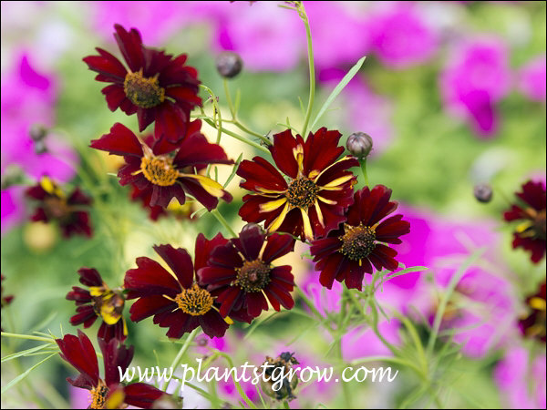 | Plants To Grow Plants Database by Paul S. Drobot