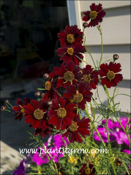 | Plants To Grow Plants Database by Paul S. Drobot